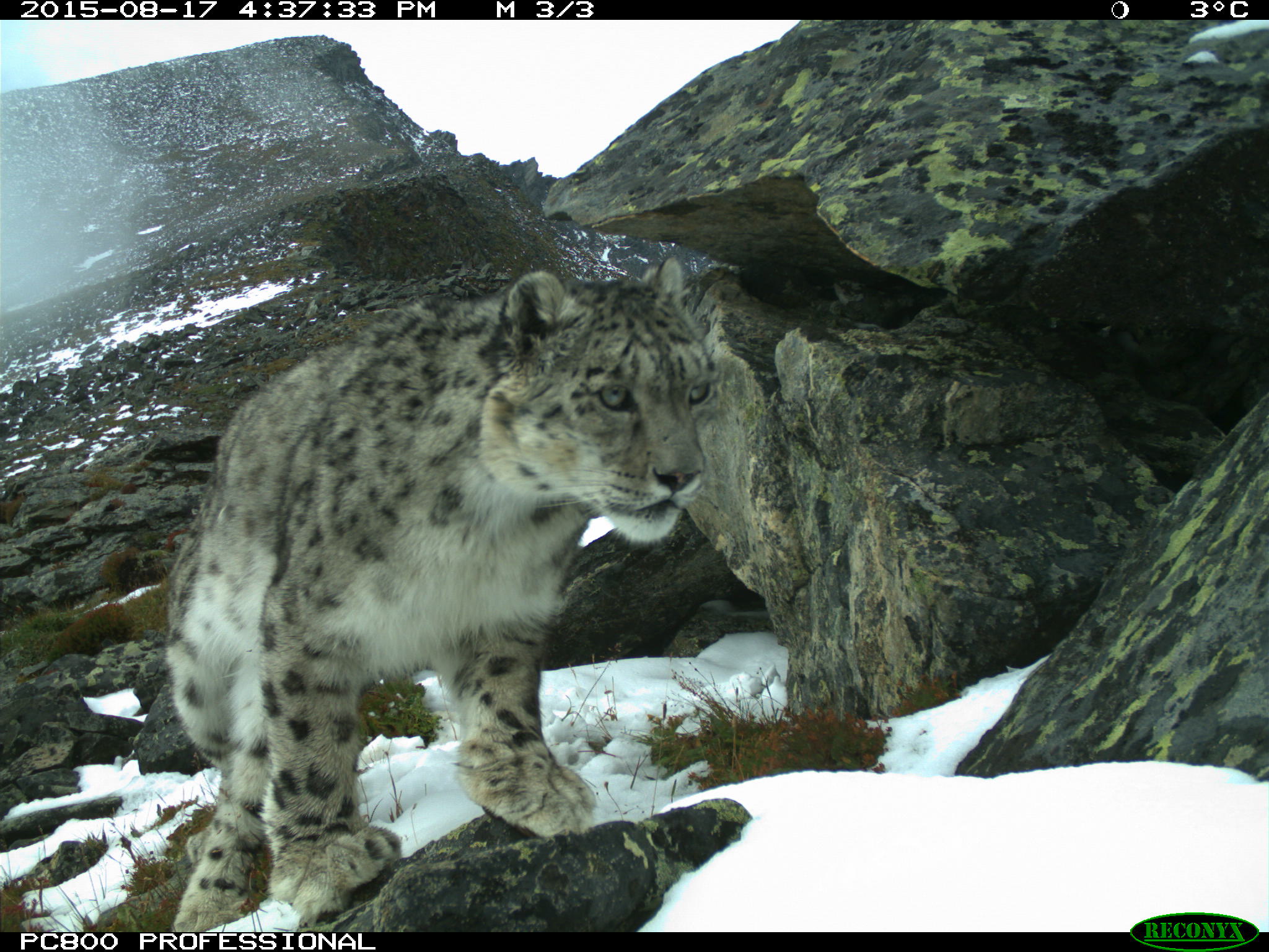 Who researches snow leopards in Russia and how
