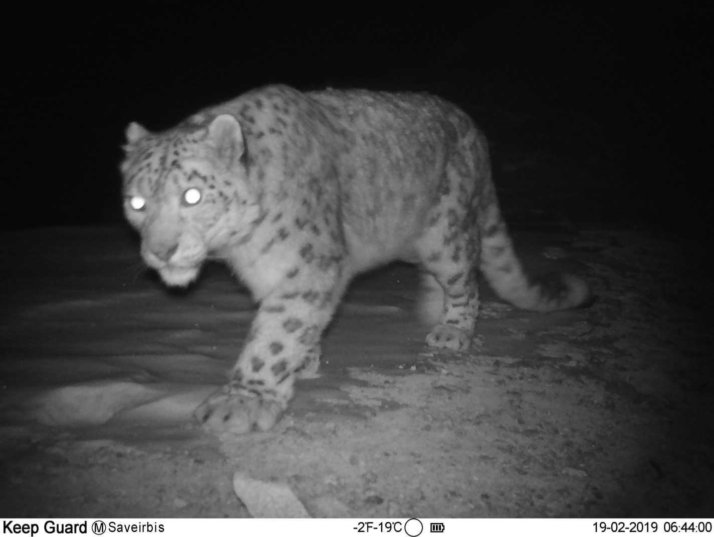 Who researches snow leopards in Russia and how