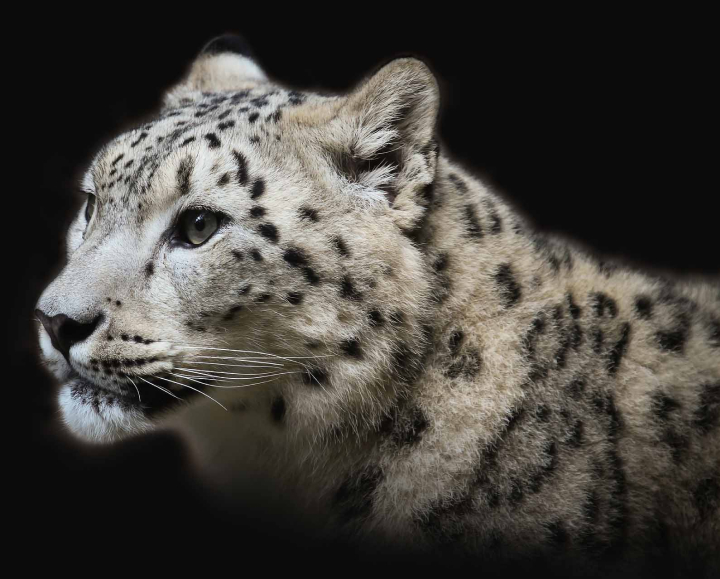 Who researches snow leopards in Russia and how