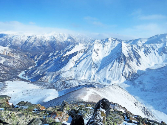 Who researches snow leopards in Russia and how
