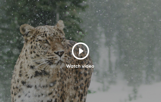 Who researches snow leopards in Russia and how
